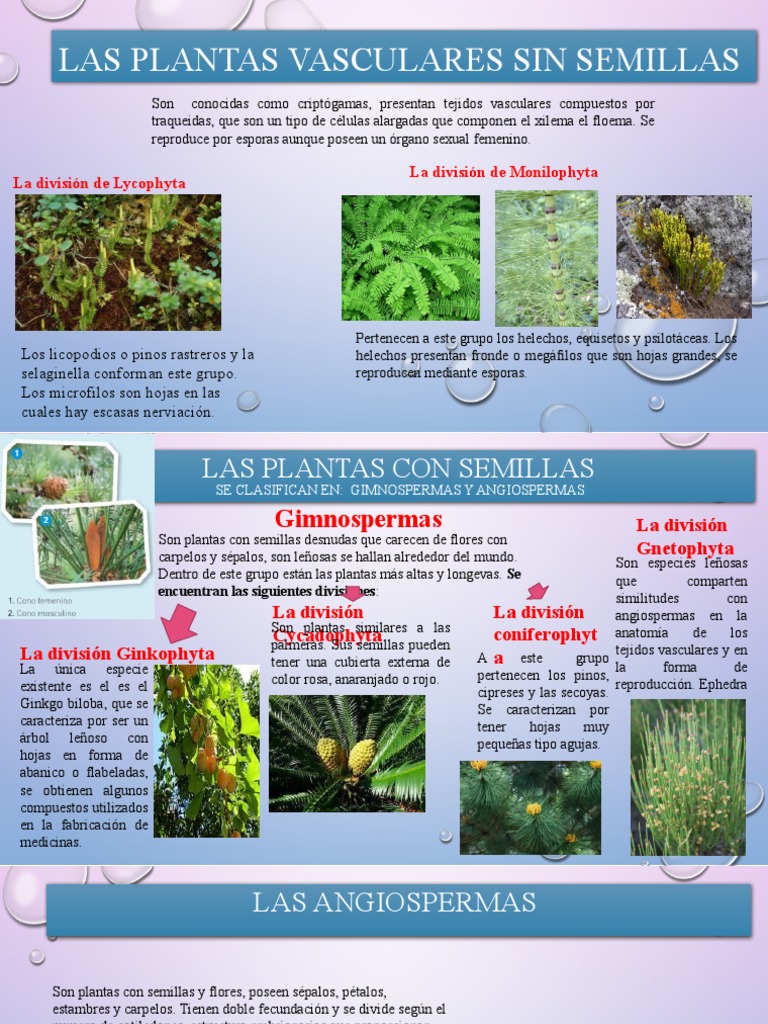 Ejemplos De Plantas Vasculares Sin Semillas Cuáles Son Los Helechos 9680