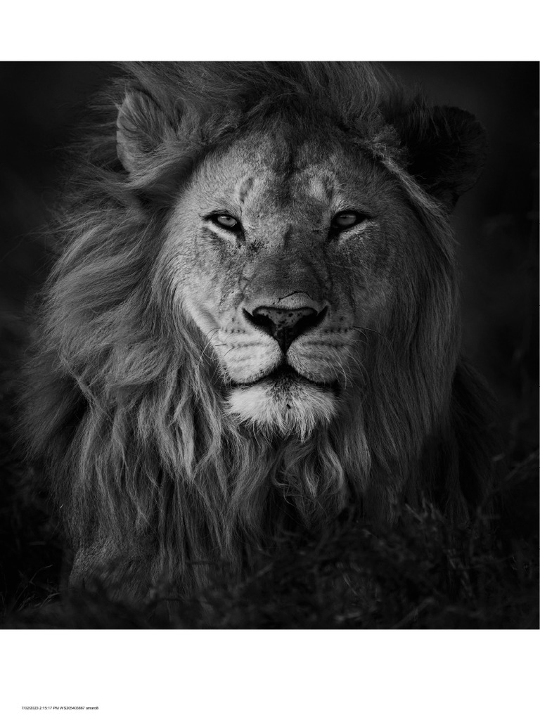 Lion | PDF