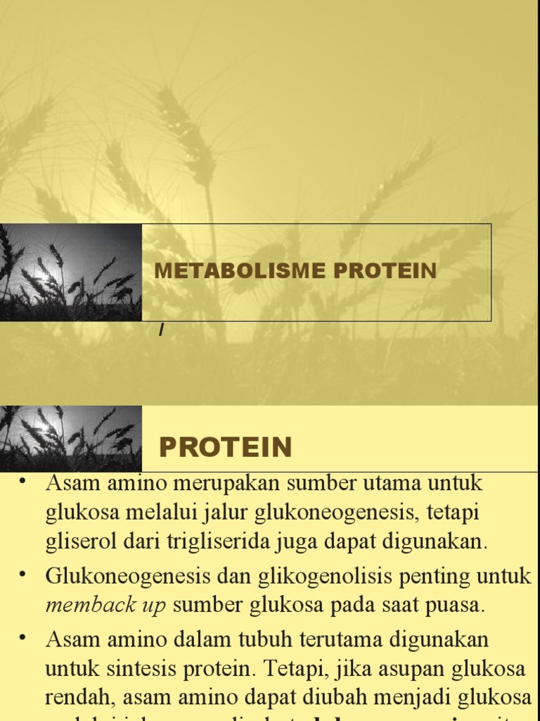 Metabolisme Protein | PDF