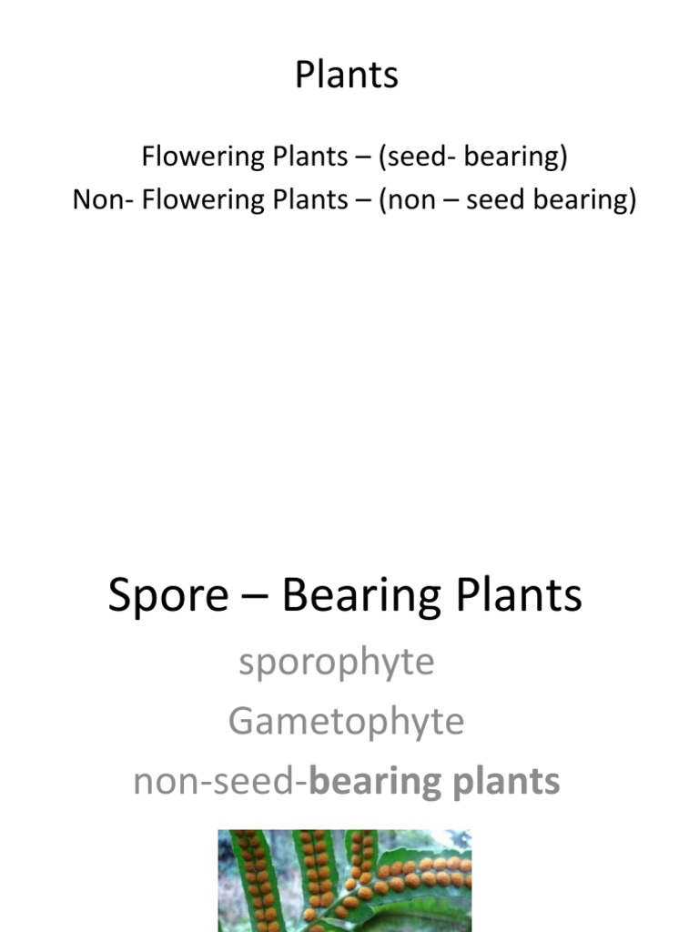 Spore Bearing Plants | PDF