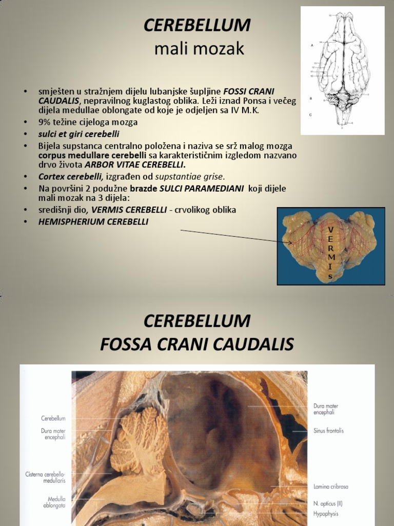 Nervni Sistem 4 | PDF