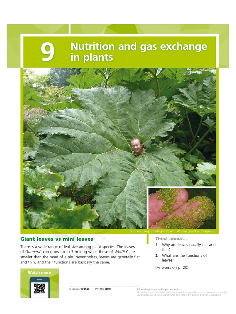 Nutrition and gas exchange in plants | PDF | Leaf | Plant Nutrition