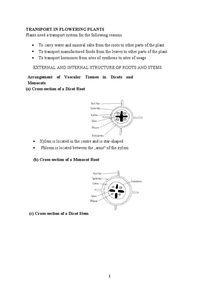 Transport Mechanisms in Flowering Plants | PDF | Science & Mathematics