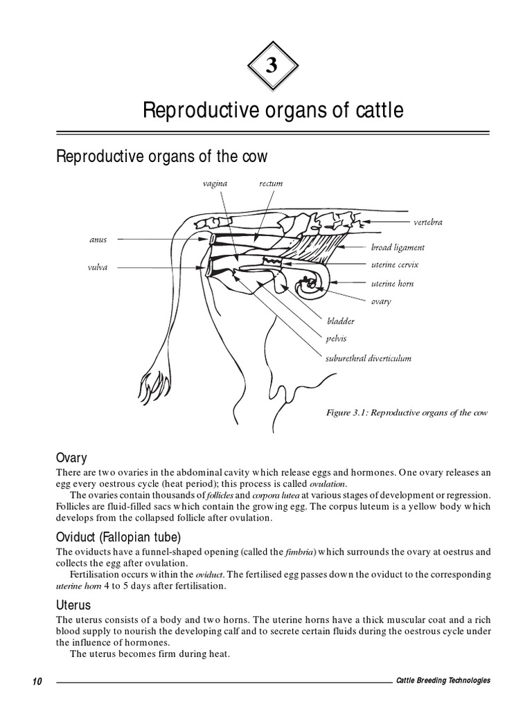Reproductive System of Cow | PDF
