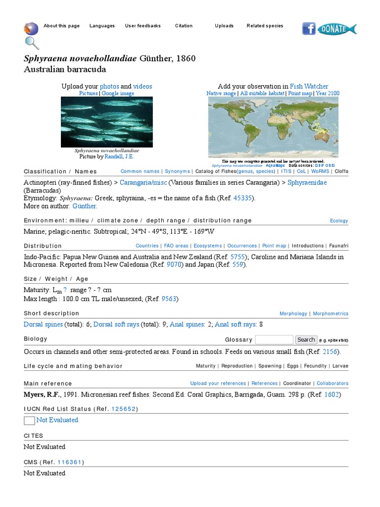 Australian Barracuda Overview | PDF | Spawn (Biology) | Fish
