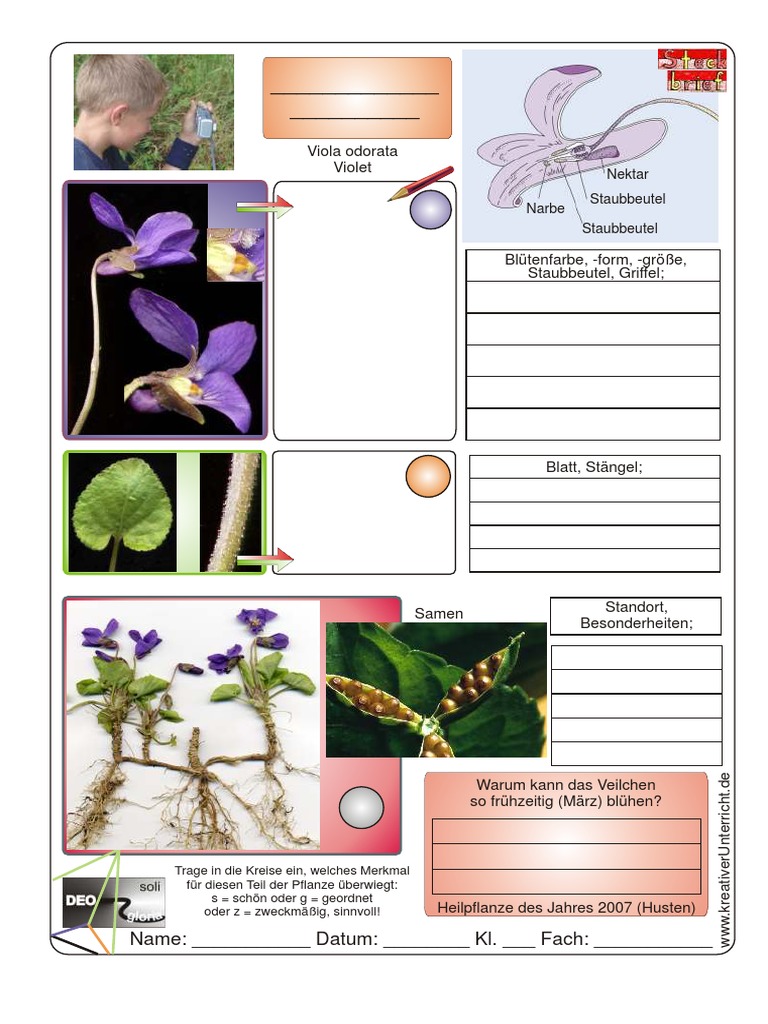 Steckbrief Veilchen | PDF