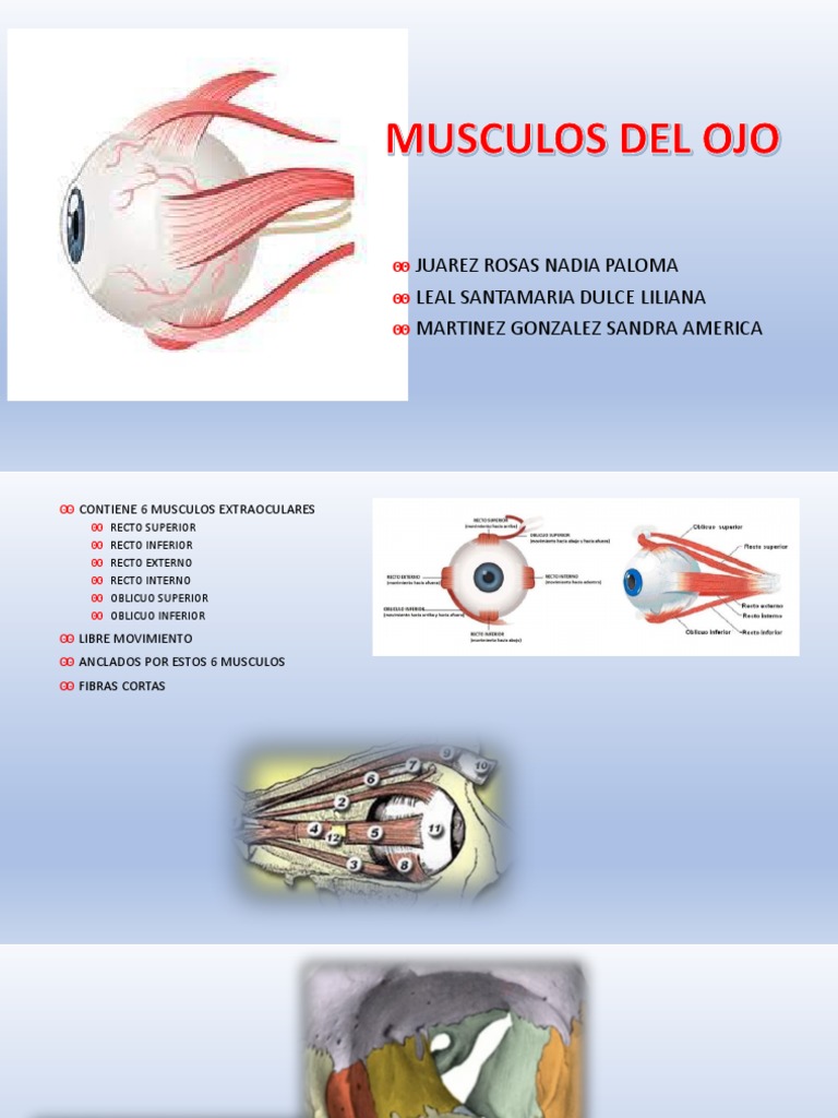 Musculos de Los Ojos | PDF