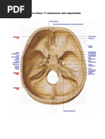 Region Mastoidea | PDF | Cerebelo | Neuroanatomía