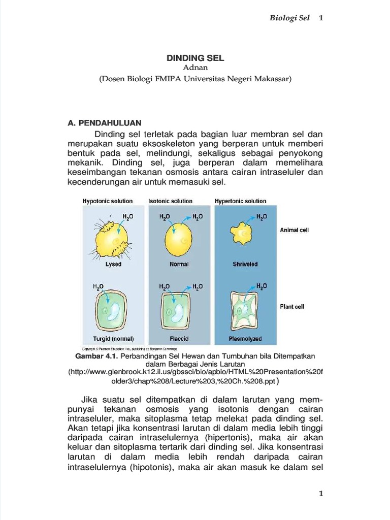 Struktur dan Fungsi Dinding Sel Bakteri | PDF