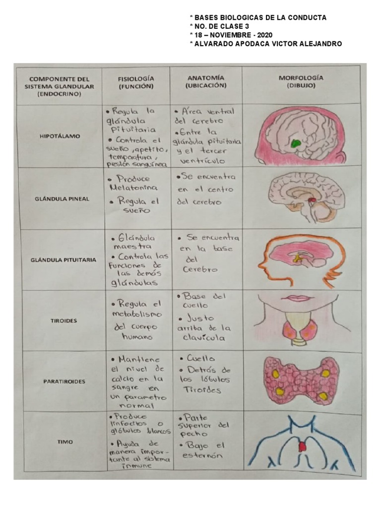 Tabla Sistema Endocrino | PDF