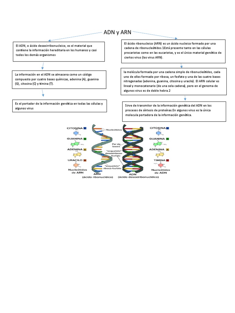 ADN y ARN | PDF