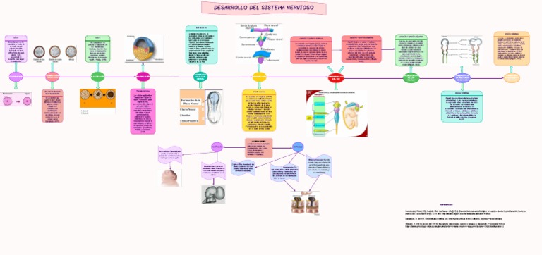 Línea de Tiempo | PDF | Sistema nervioso | Morfología (biología) Línea de Tiempo | PDF | Sistema nervioso | Morfología (biología)