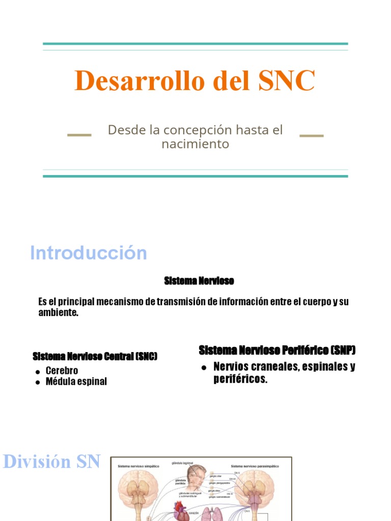 Desarrollo Del SNC | PDF | Sistema nervioso central | Cerebro