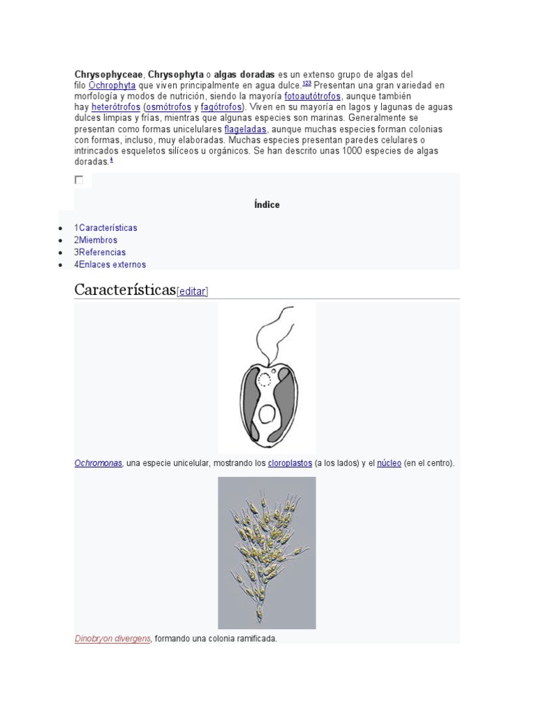 Chrysophyceae o Algas Doradas | PDF | Biología | Taxa