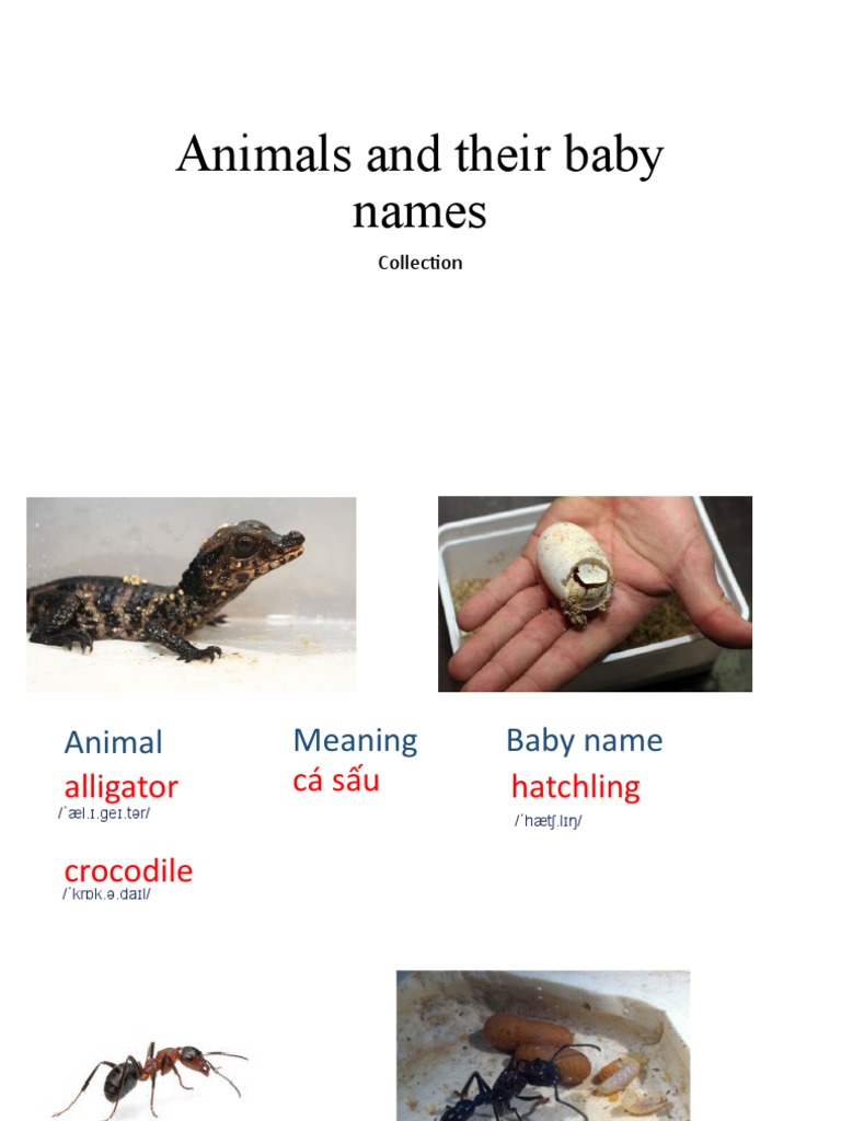 Animal Baby Names and Meanings | PDF | Organisms | Mammals