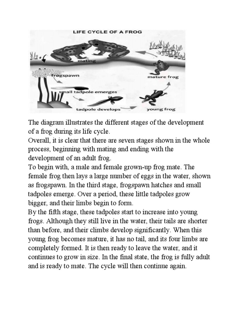 Frog Life Cycle Stages Explained | PDF | Foreign Language Studies
