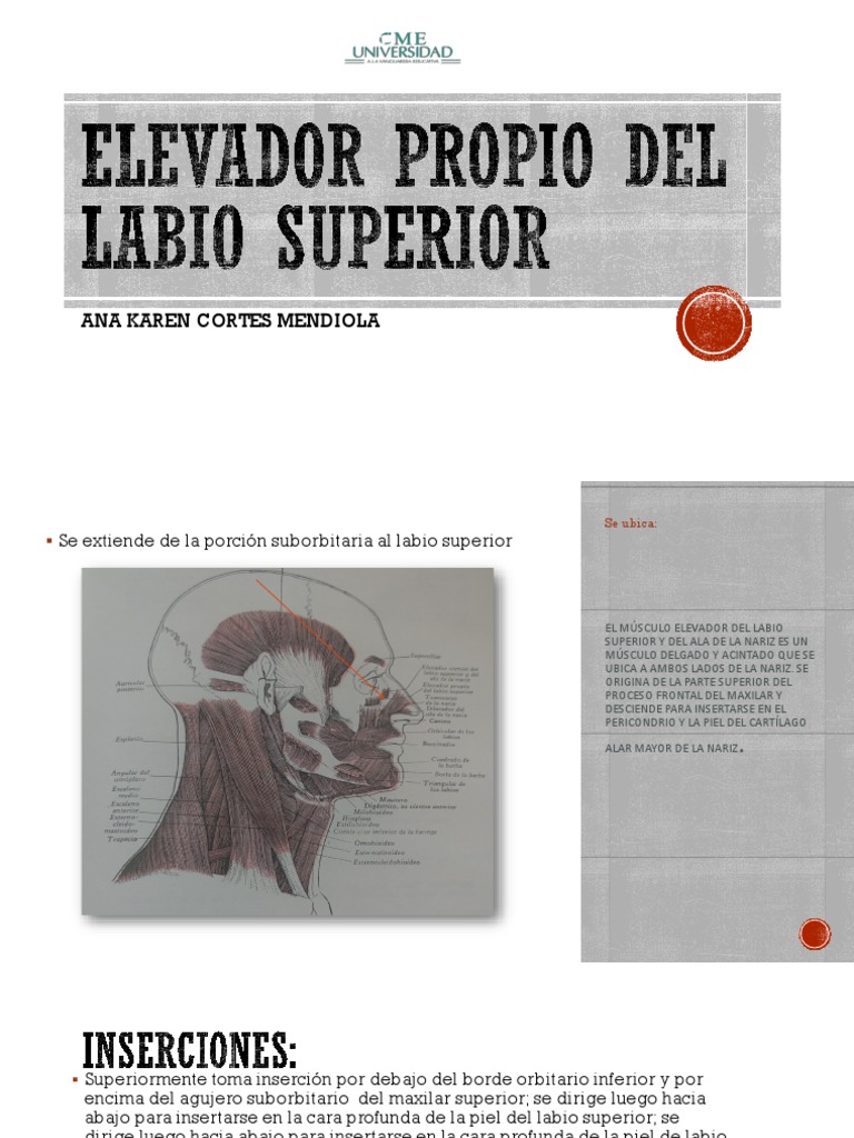 Músculo Elevador del Labio Superior | PDF
