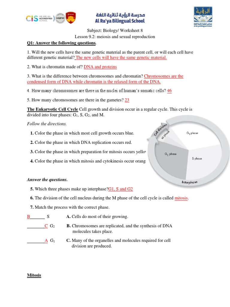 Meiosis and Sexual Reproduction Worksheet | PDF | Meiosis | Mitosis