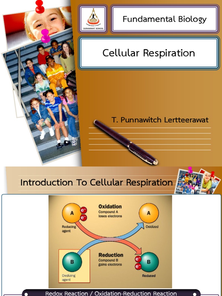 Cellular Respiration: Aerobic vs Anaerobic | PDF | Cellular Respiration ...