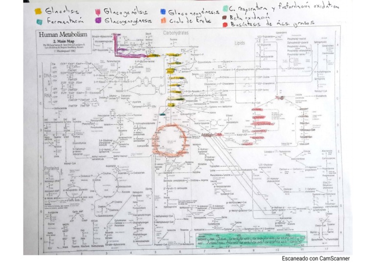 Mapa Rutas Metabólicas | PDF