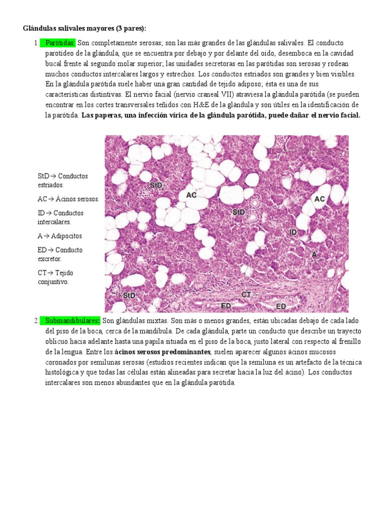 Glándulas Salivales Mayores: Tipos y Funciones | PDF | Sistema ...