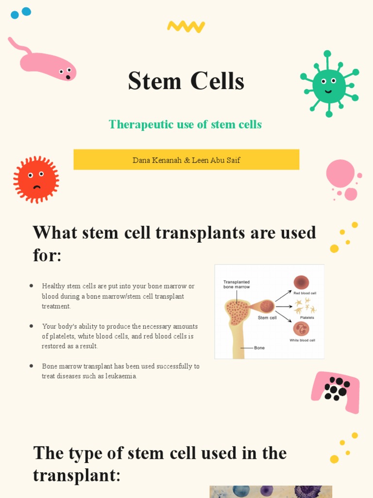 Biology - Stem Cells | PDF | Hematopoietic Stem Cell Transplantation ...