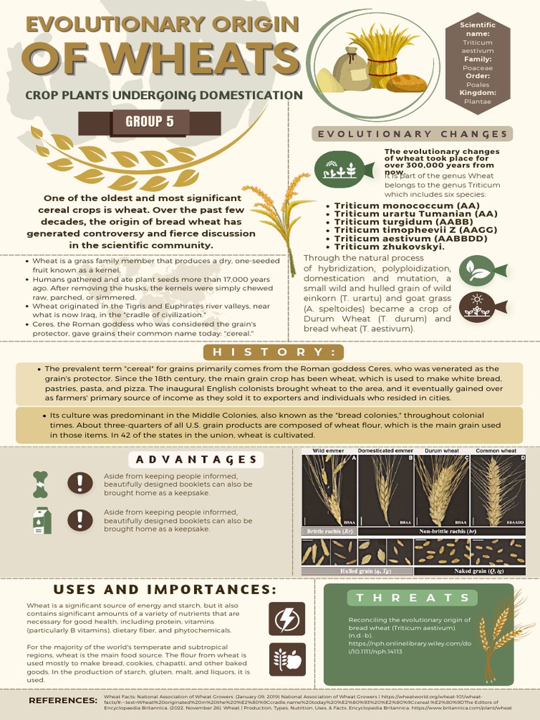 Info Poster | PDF | Wheat | Cereals