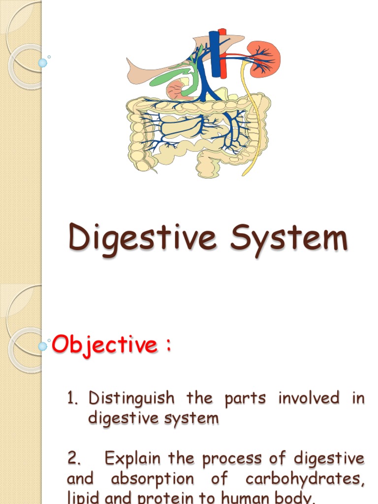 Unit 4 - Digestive System | Download Free PDF | Digestion | Human ...