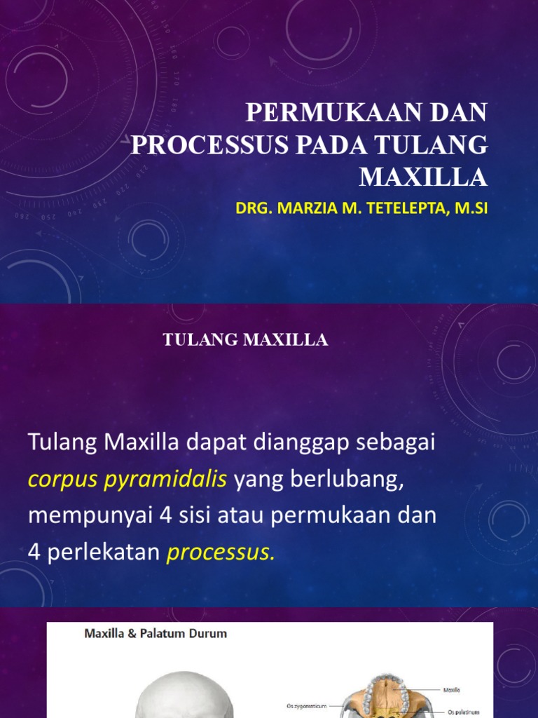 Permukaan dan Processus Tulang Maxilla | PDF