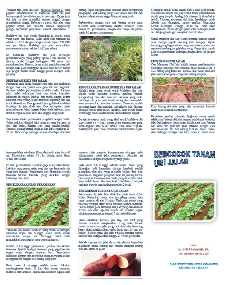 2.bercocok Tanam Ubi Jalar | PDF