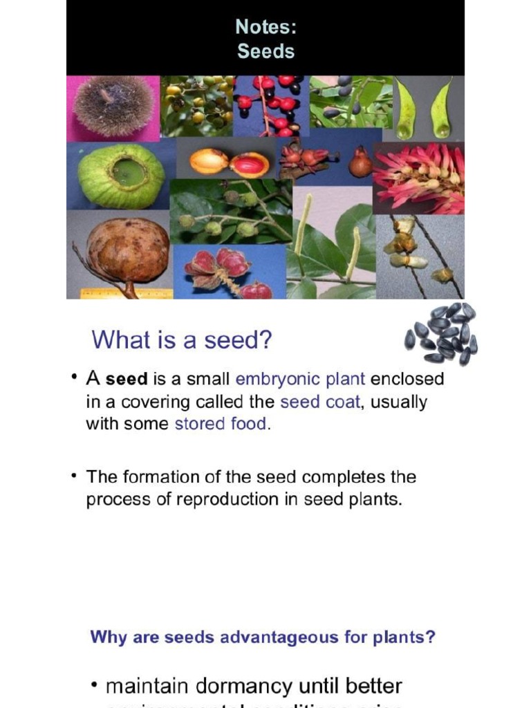 Seed Morphology | PDF