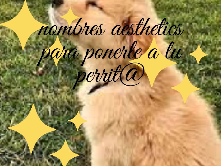 Nombres Aesthetics para Ponerle A Tu Perrit@ | PDF