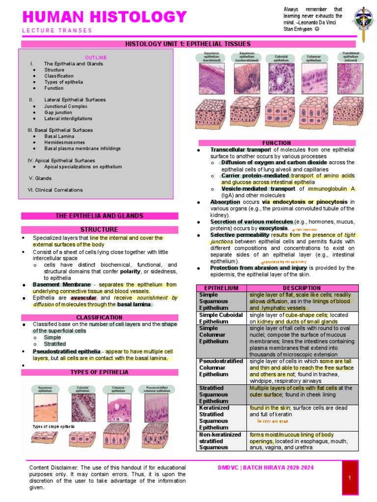 MLS - HISTOLOGY Lec - M2-UNIT1 (Epithelia and Glands) | PDF ...