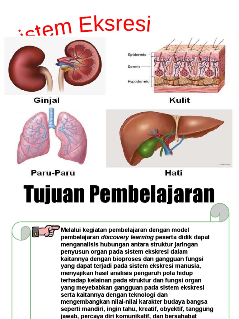 Sistem Eksresi Pada Manusia Kelas XI | PDF