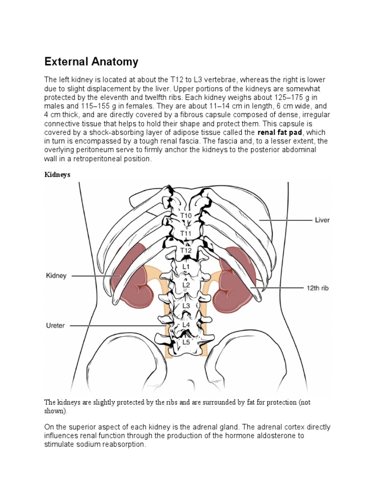 External Anatomy | PDF | Kidney | Urinary System