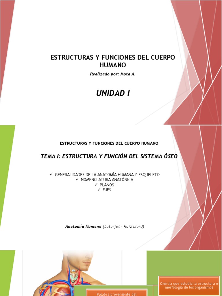 Estructura y Función del Cuerpo Humano | PDF | Anatomía | Morfología ...