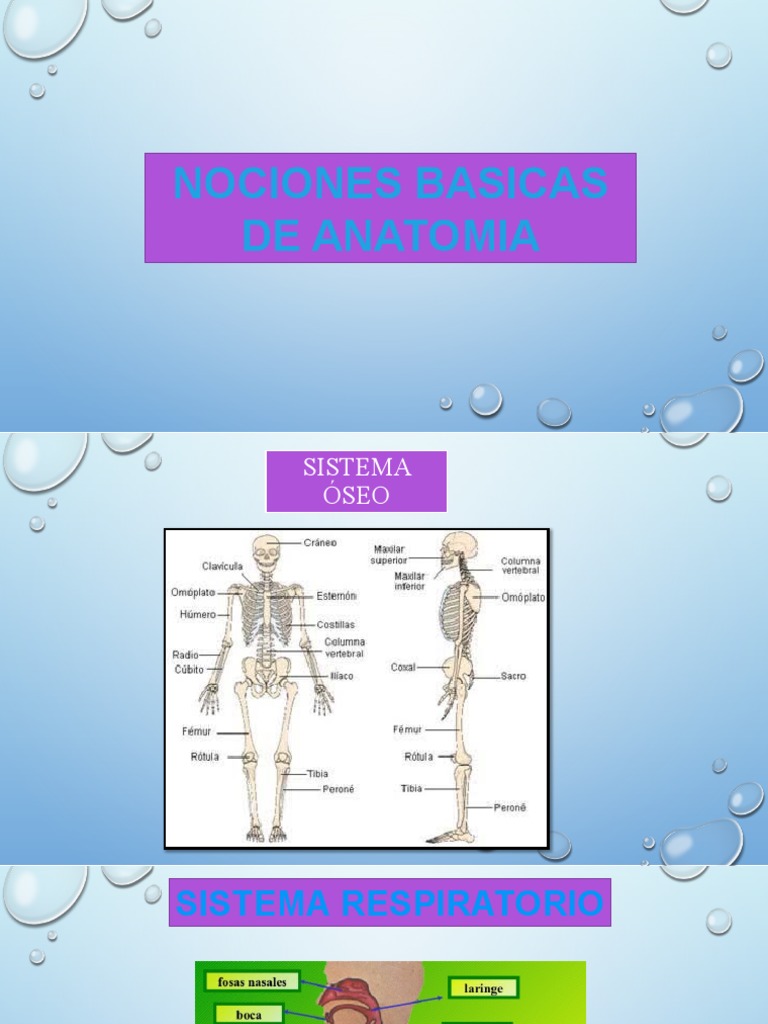 Anatomia y ABC Del Trauma | PDF | Lesión | Reanimación cardiopulmonar