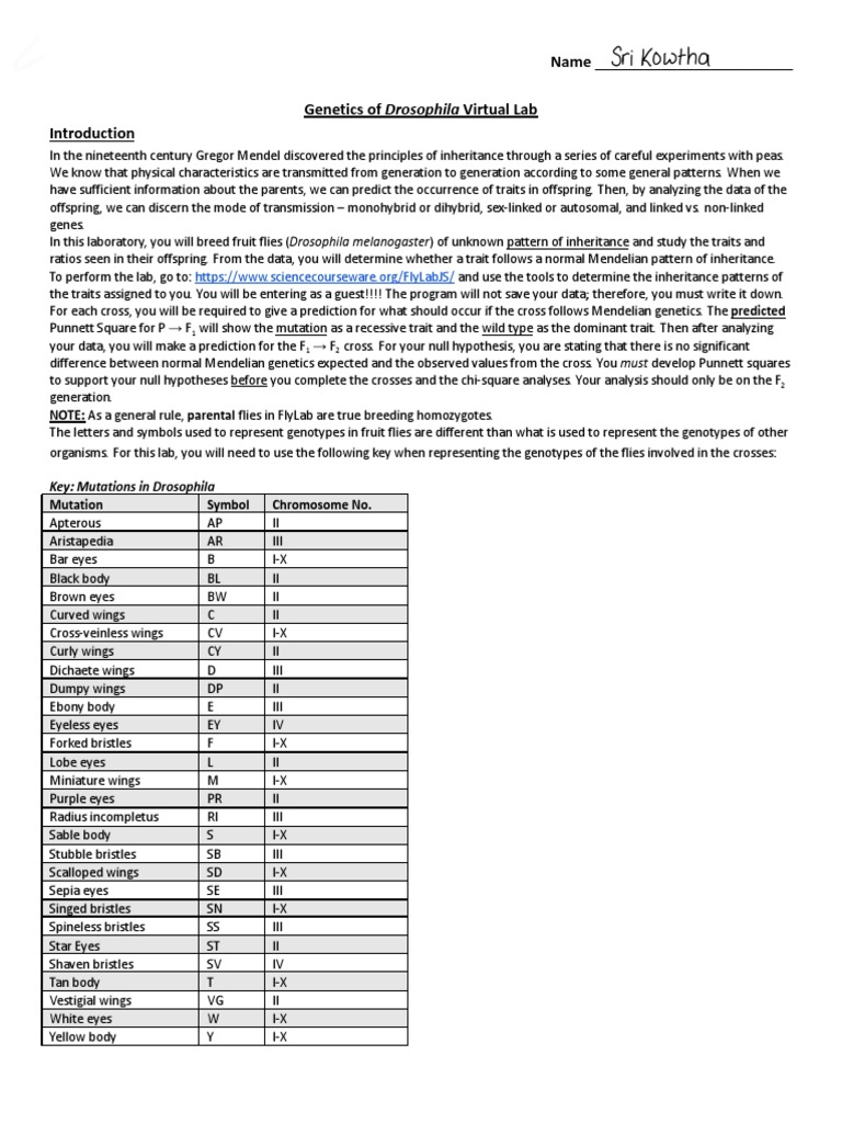 Drosophila Genetics Virtual Lab Guide | PDF | Dominance (Genetics ...