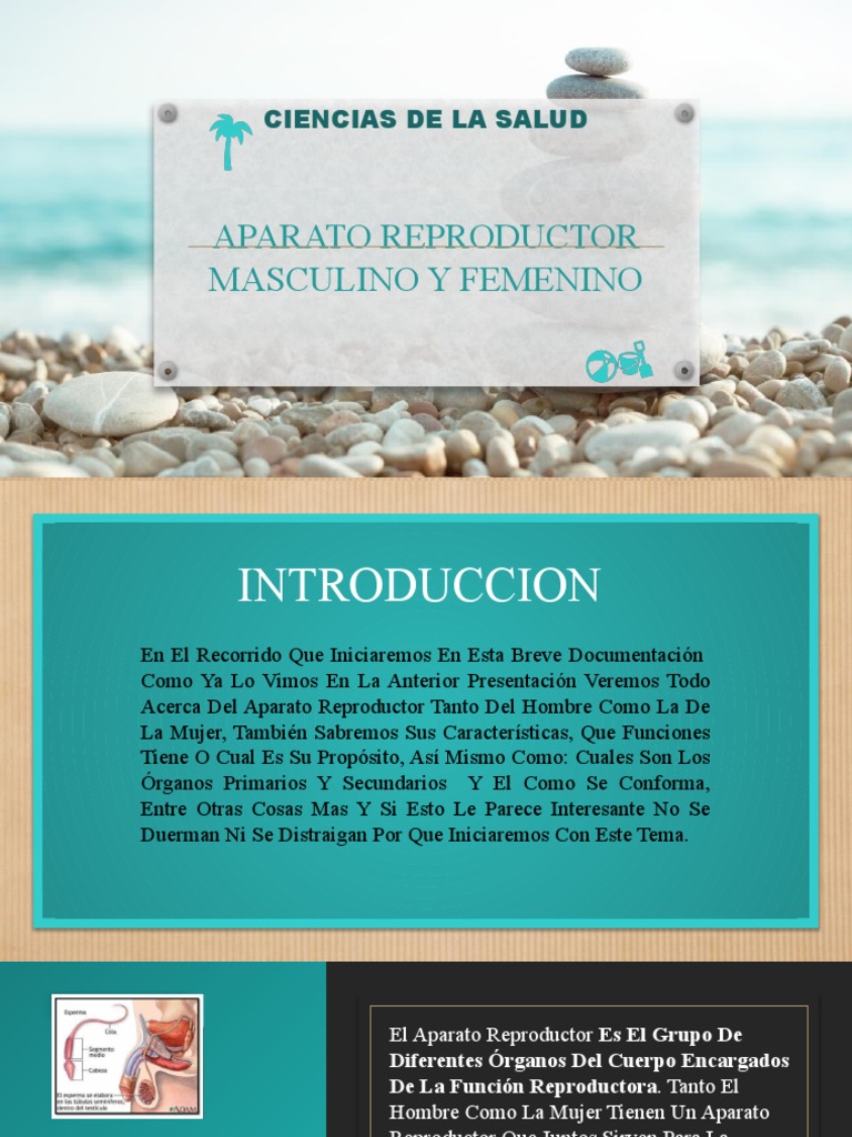 Aparato Reproductor Masculino y Femenino | PDF | Sistema reproductivo ...
