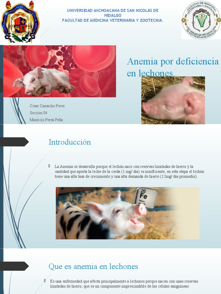 Anemia Por Deficiencia en Lechones | PDF | Sangre | Anemia