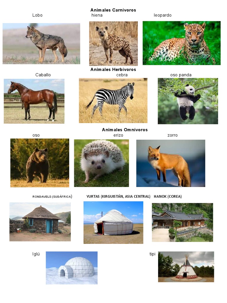 Animales Carnívoros | PDF