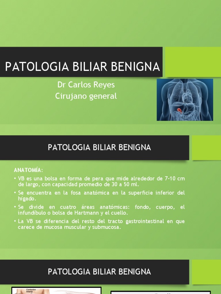 Anatomía y Fisiología de la Vesícula Biliar | PDF | Bilis | Vesícula biliar