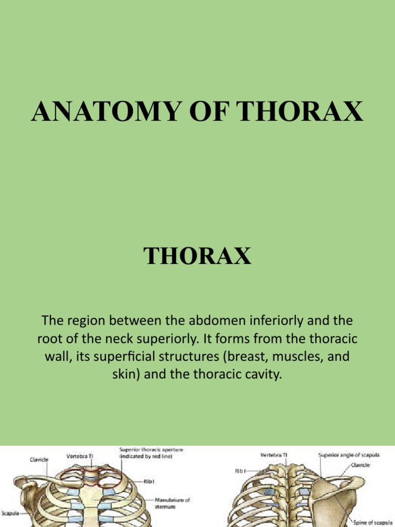 Anatomy of Thorax | PDF | Thorax | Thorax (Human Anatomy)