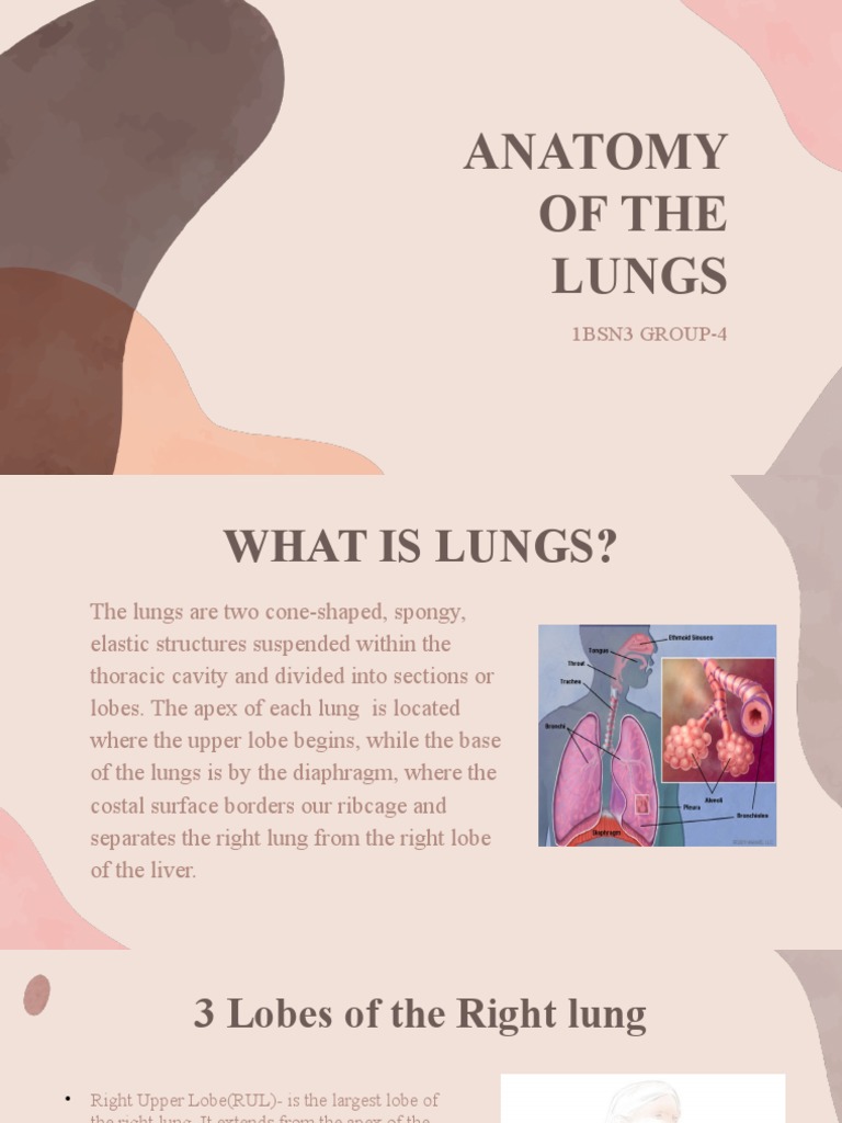 Lungs | PDF | Lung | Breathing