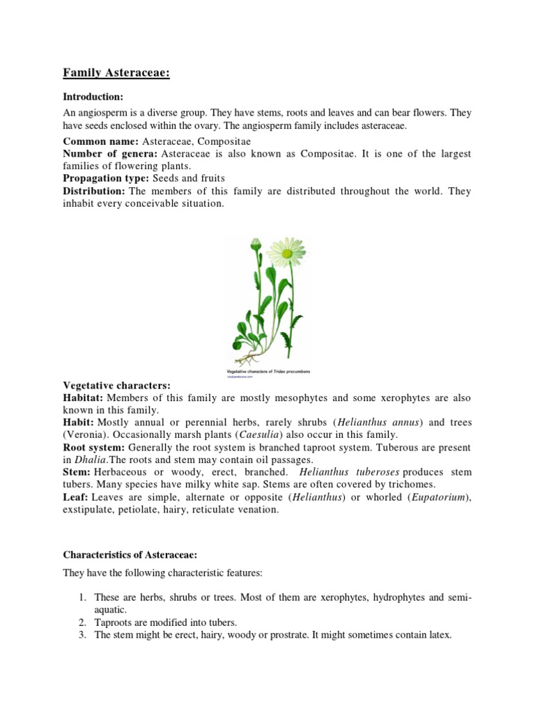 Family Asteraceae | PDF | Plants | Botany