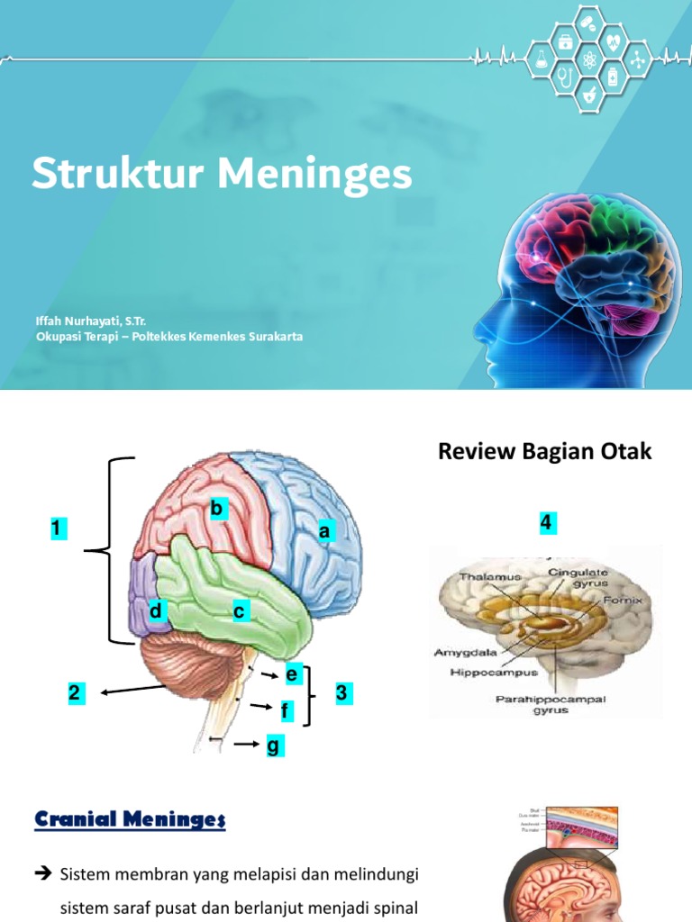 Meninges | PDF