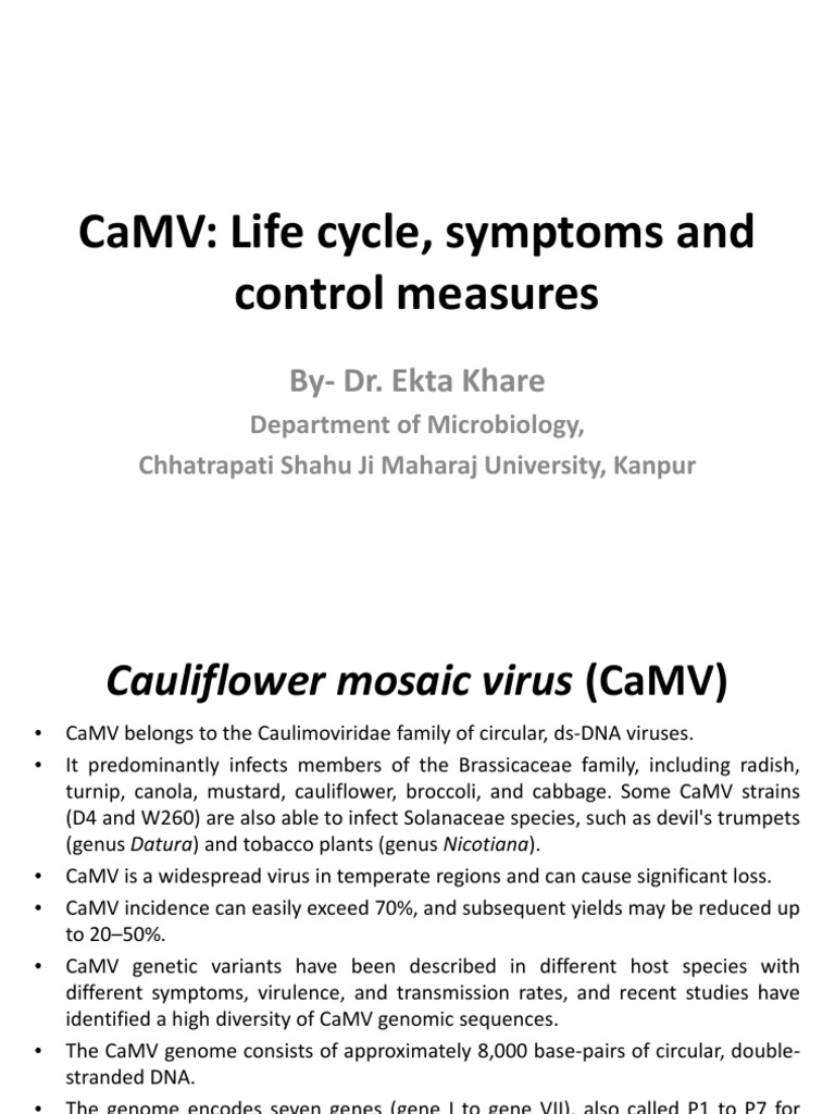 Cauliflower Mosaic Virus: Lifecycle & Control | PDF | Virus | Biotechnology