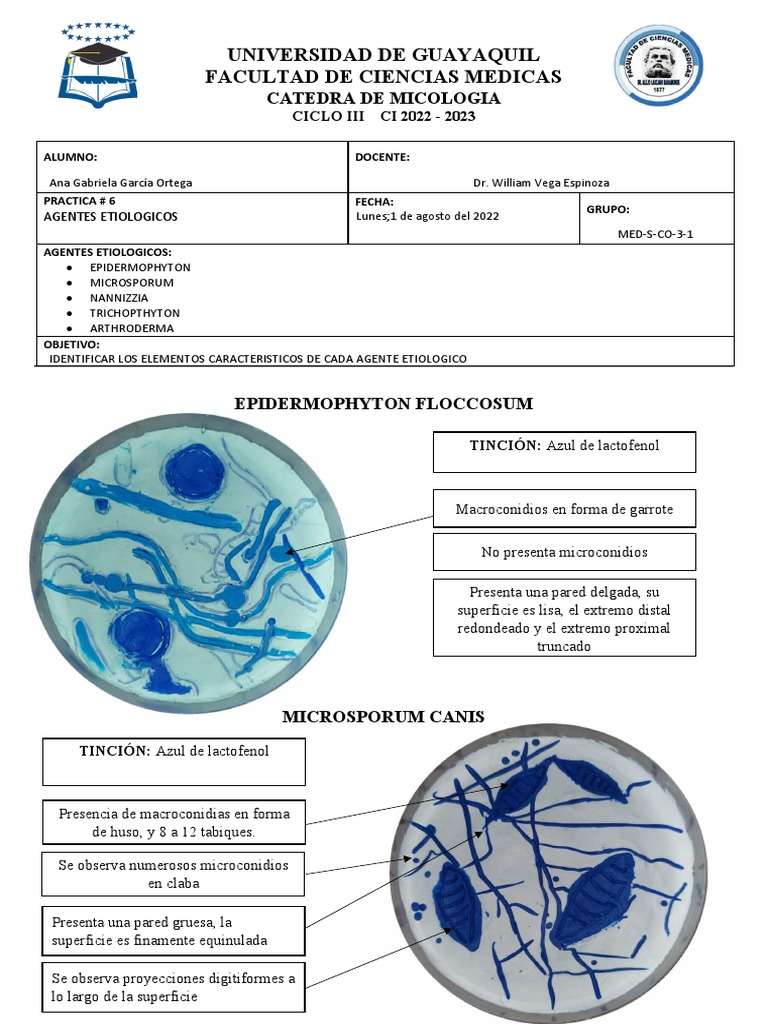Practica O6 Agentes Etiologicos de Dermatofitosis Epidermophyton ...