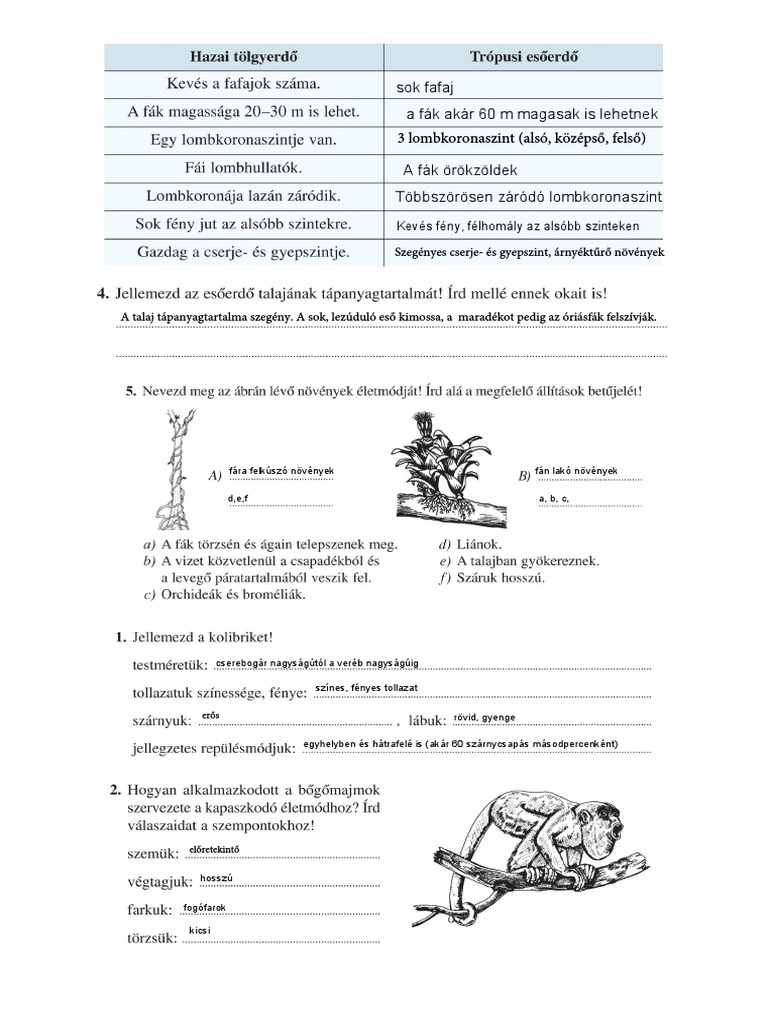 Röpi Esőerdő Megold | PDF