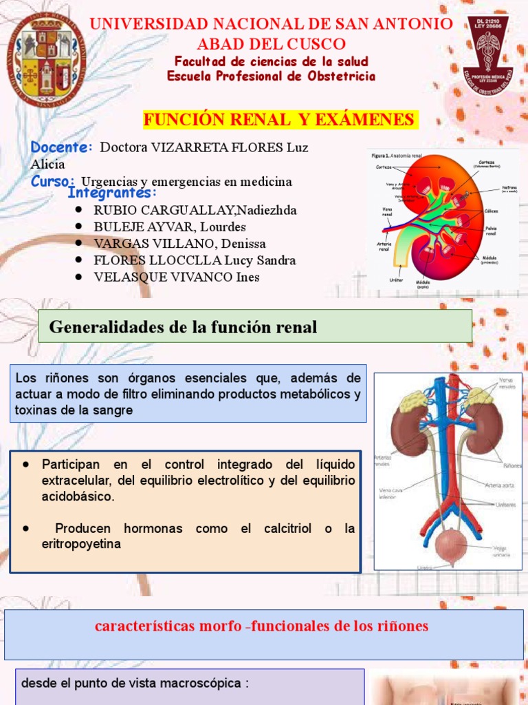 Función Renal y Exámenes | PDF | Angiotensina | Riñón